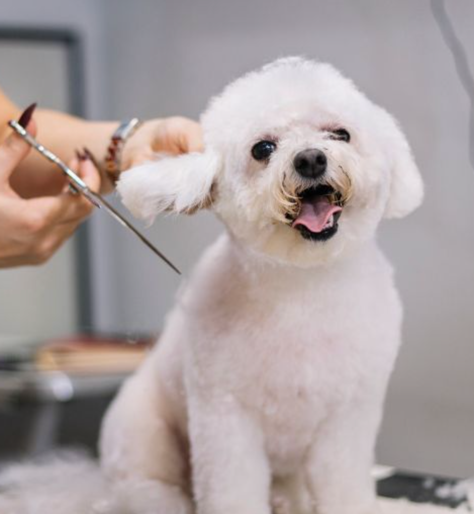 Dogtor Wash – Mobile Pet Grooming in Toronto